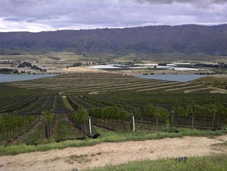 Vineyard: Multi-Row & Drape Netting: 1-800-811-7444 | American Nettings ...