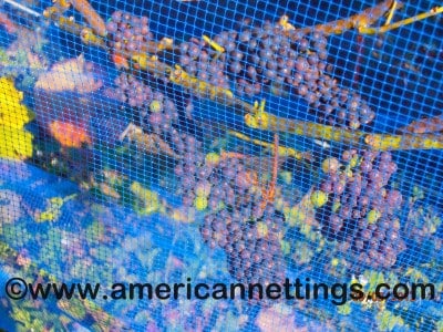 Big Bug Netting for blueberries and gardens - American Nettings: 1-800 ...
