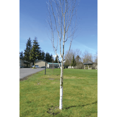 Tree Products | Tree Support, Trunk Guards, Tree Circles