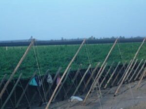 Vineyard - Multi-Row & Drape Netting - American Nettings