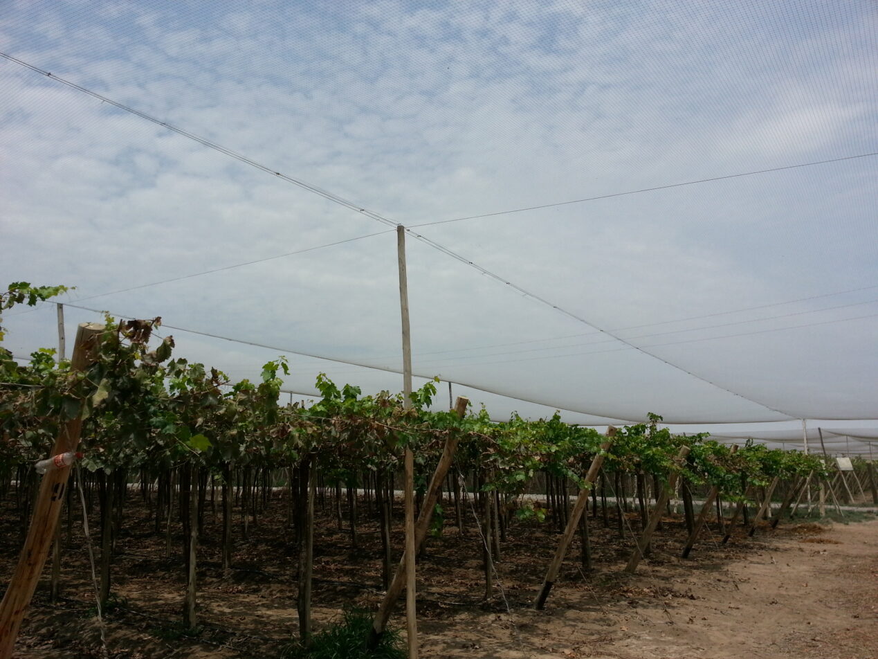 Vineyard - Multi-Row & Drape Netting - American Nettings